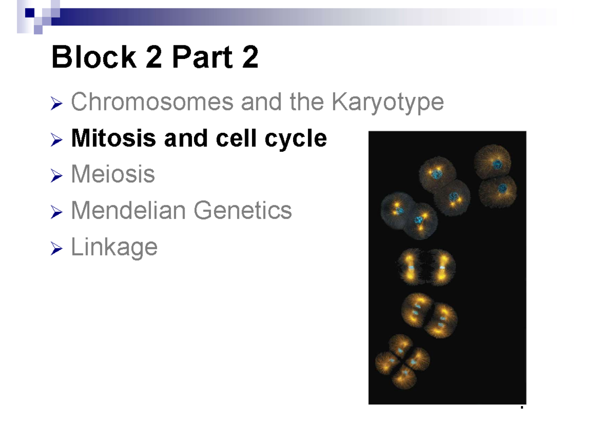 Block 2 Part 2: Mitosis and Genetics Revision - Studocu