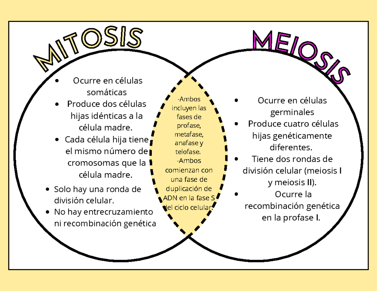 Mitosis y Meiosis: Comparación de Procesos Celulares (BIO 101) - Studocu
