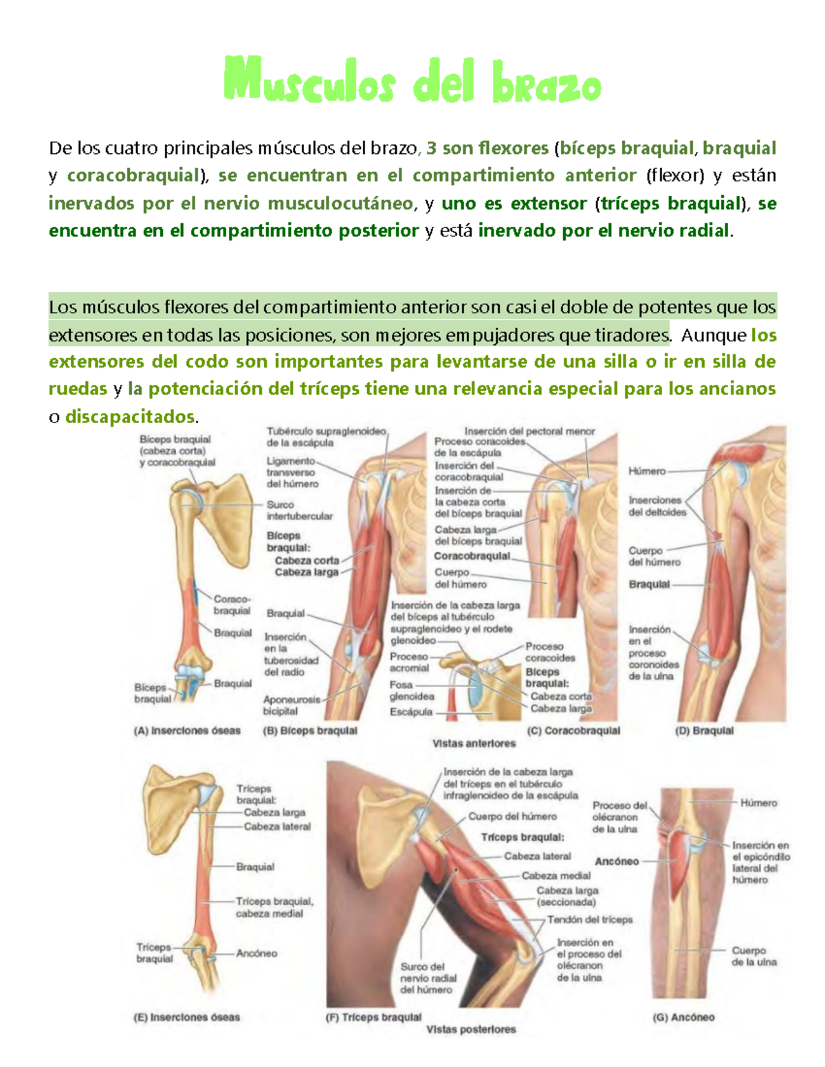 Flexión Del Músculo Del Brazo