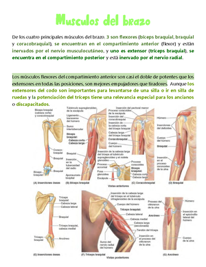 Músculos brazo - S1 - PRAC - Primera diapo: Músculos del brazo, se ...