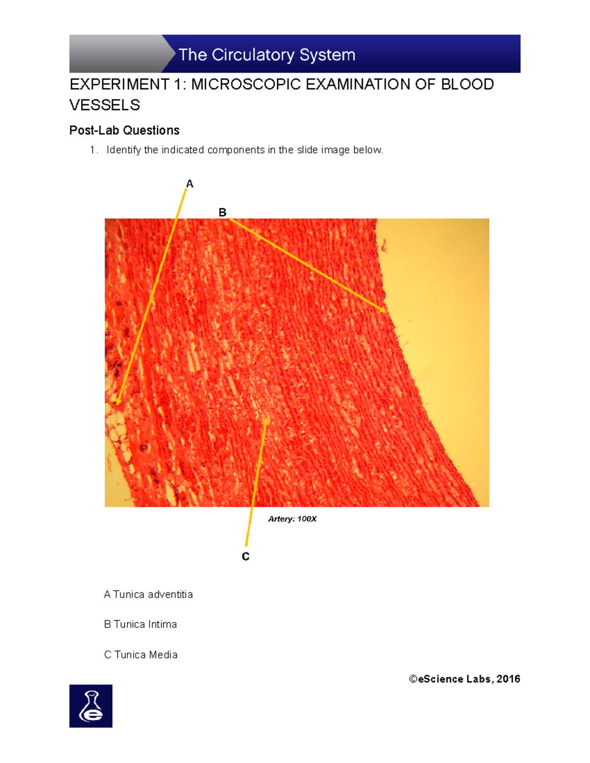 Lab 3: Circulatory System Microscopic Blood Vessel Exam Sp20 - Studocu