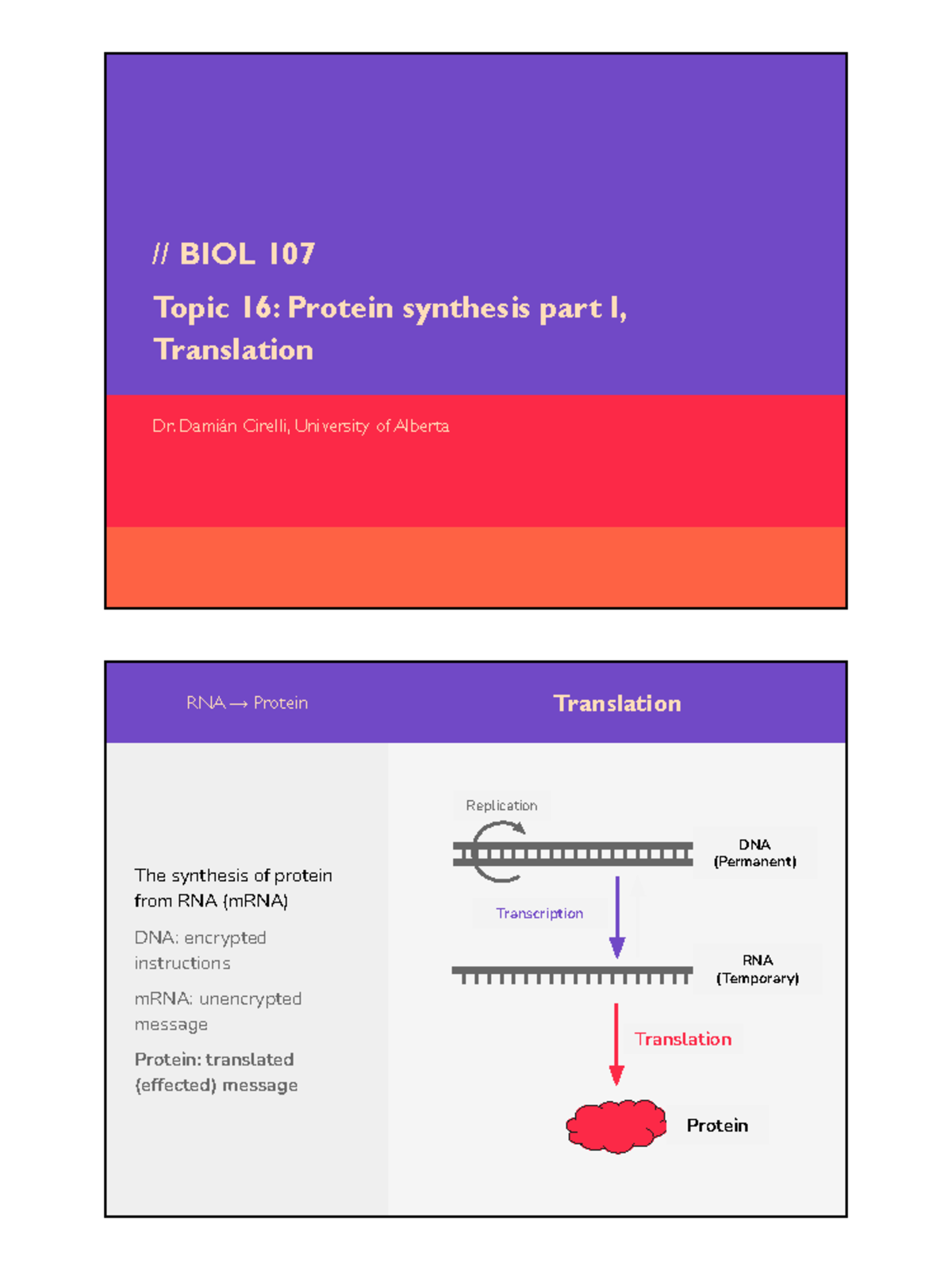 BIOL 107 Final Exam Notes: Protein Synthesis and Translation Overview ...