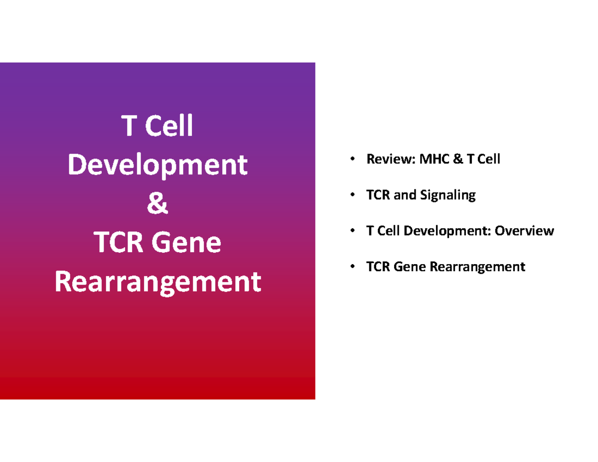 T Cell Development & TCR Gene Rearrangement - Lecture Notes ...