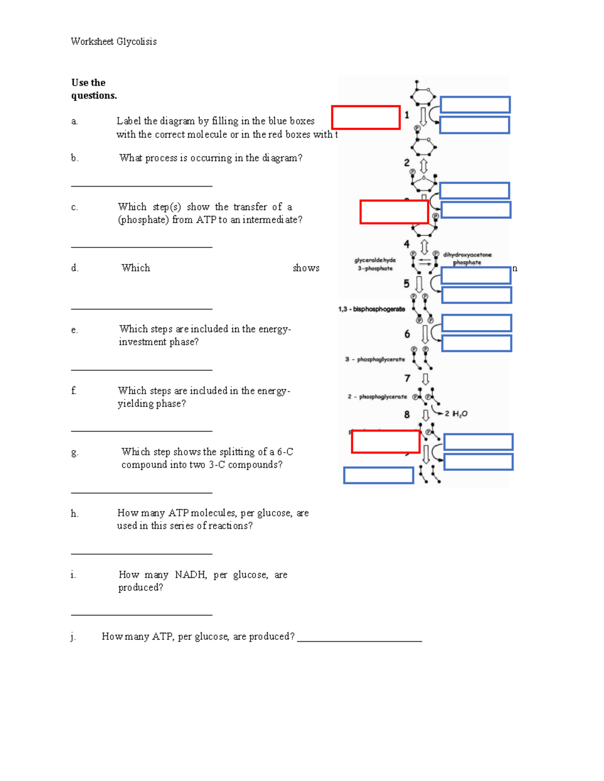 Glycolysis Worksheet with Questions and Diagram Labeling - Studocu