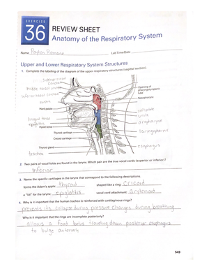 Special senses: anatomy of the visual system - then Name five accessory ...