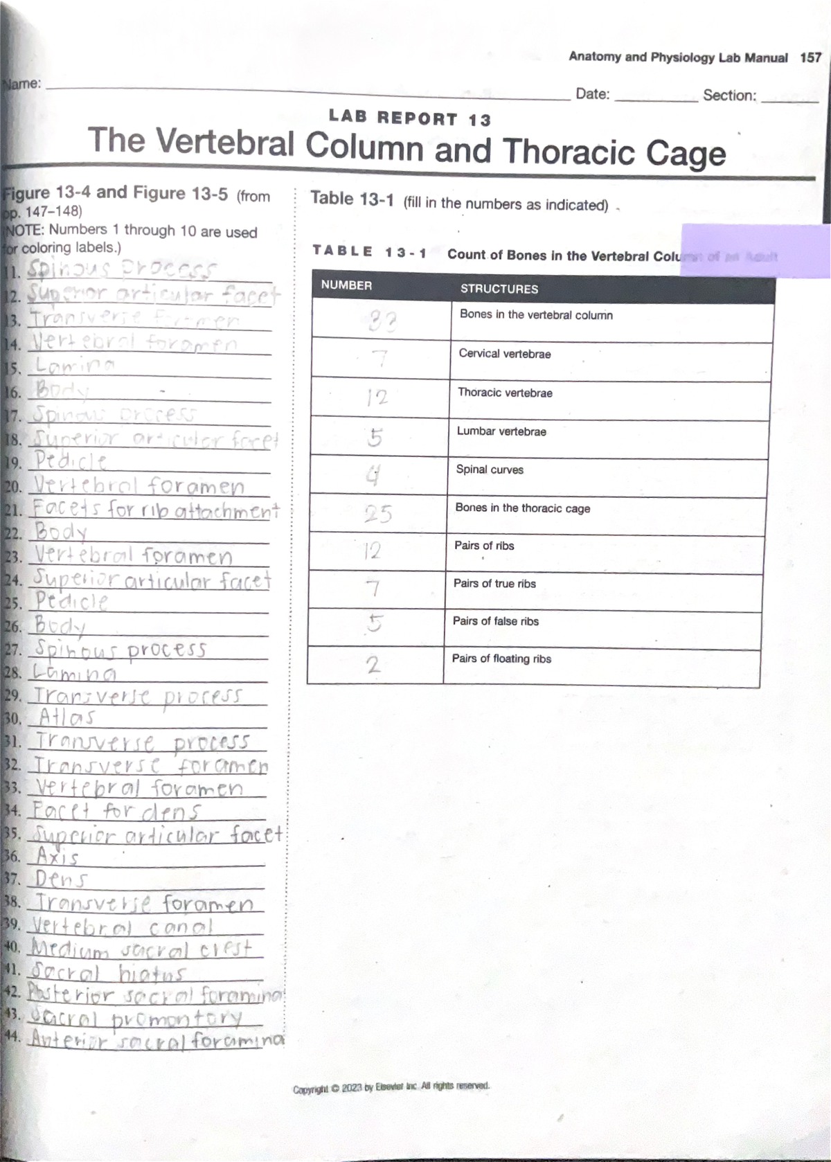 LAB Report 13 - Anatomy and Physiology - Anatomy and Physiology Lab ...