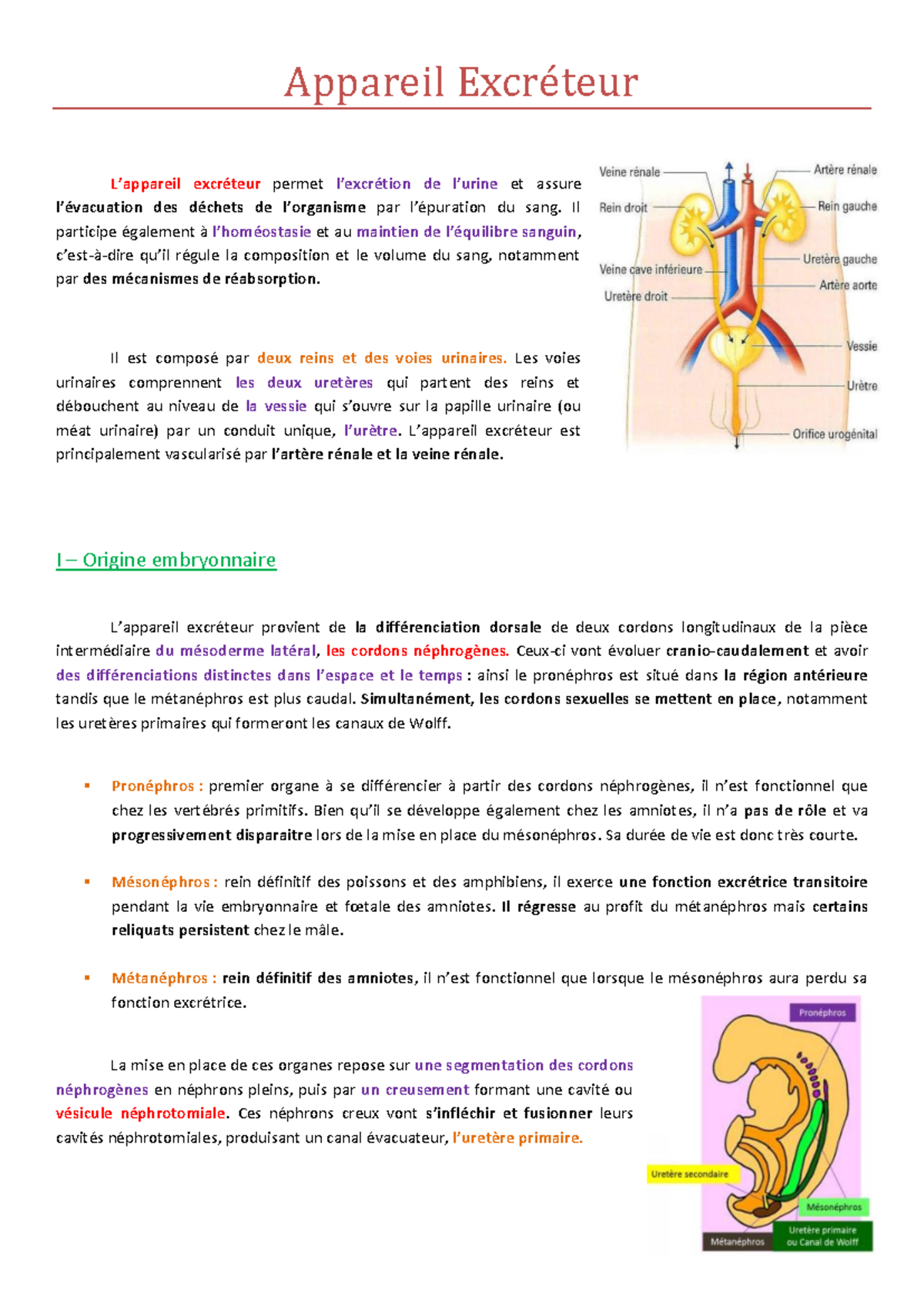 Biologie - Appareil Excréteur et son Développement Embryonnaire - Studocu