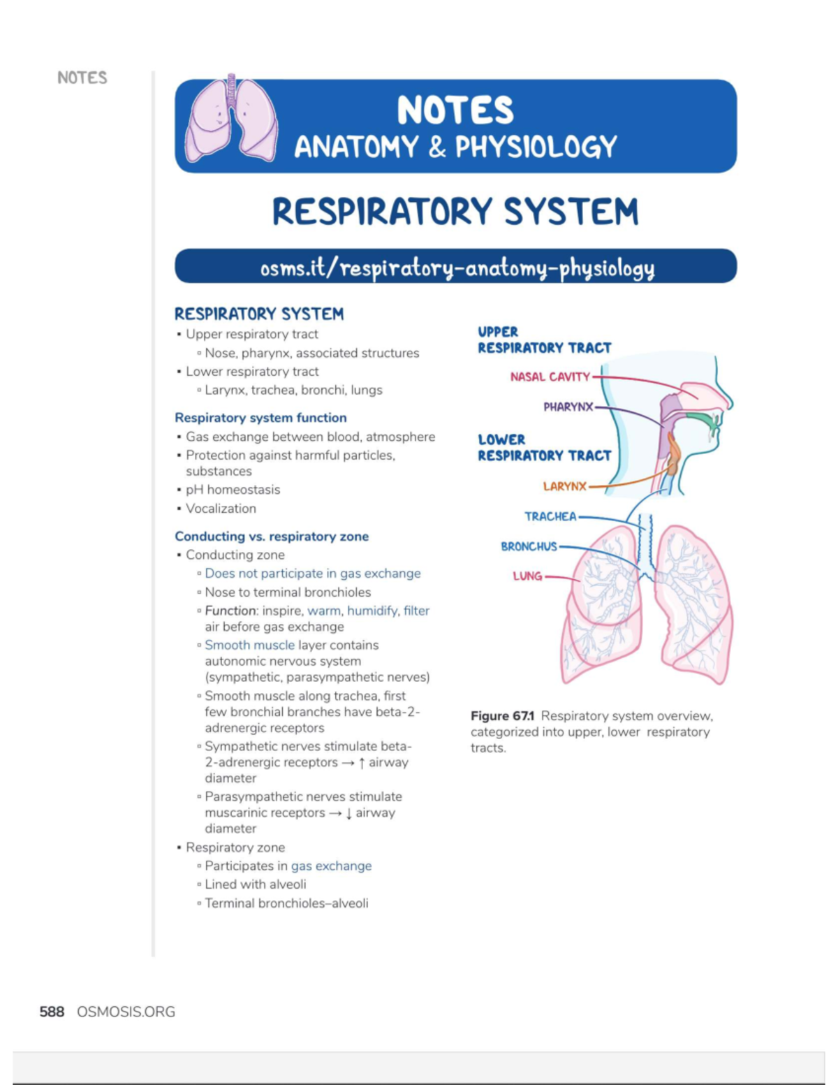 Anatomy and Physiology of the Respiratory System - Osmosis 2021 Notes ...