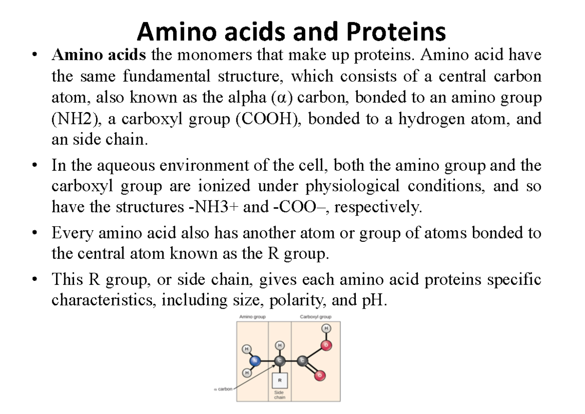 BIO 101: Amino Acids, Proteins, and Enzymes Overview and Functions ...