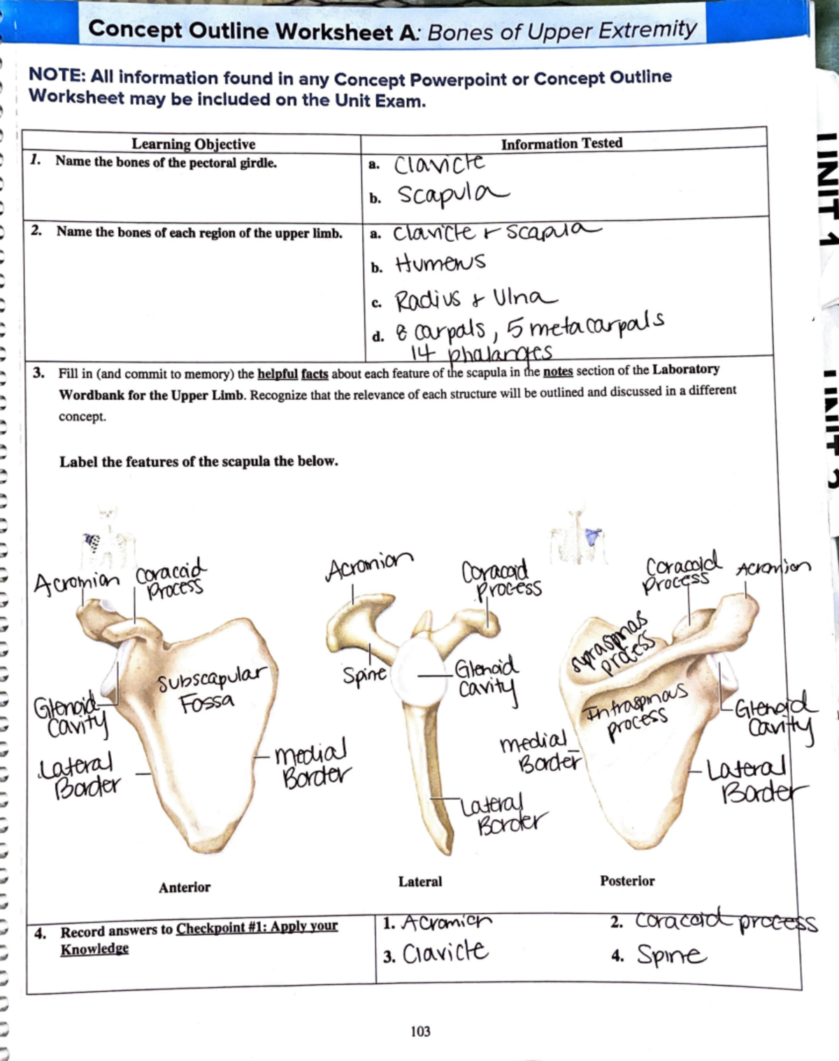 **Upper Extremity Bones Concept Outline Worksheet A (Unit Exam Prep ...
