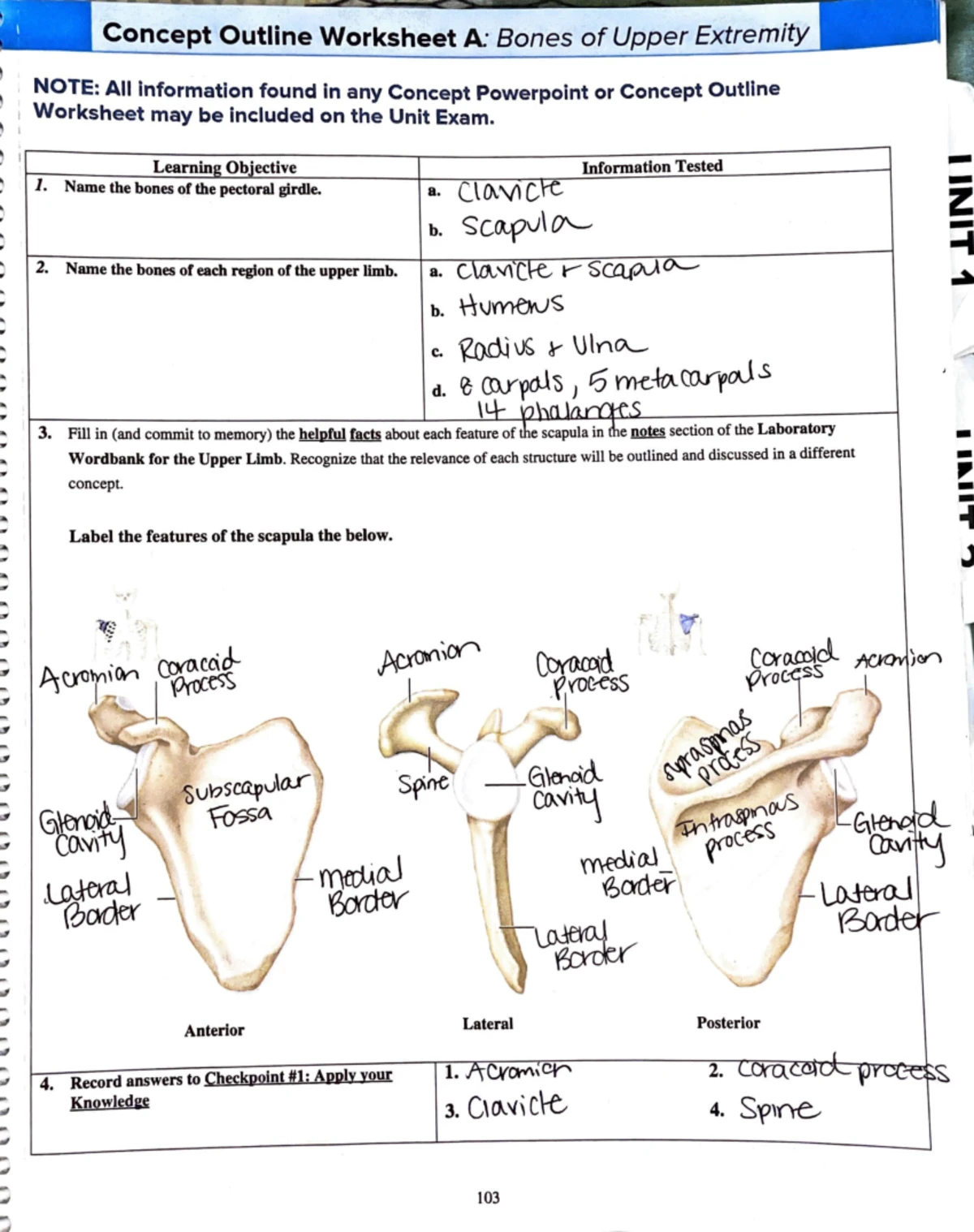 Upper Extremity Muscular Anatomy: Detailed Actions & Attachments ...