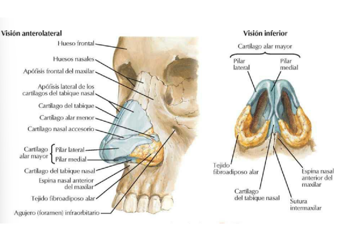 Cavidad Nasal y Senos Paranasales: Anatomía Detallada y Funciones - Studocu