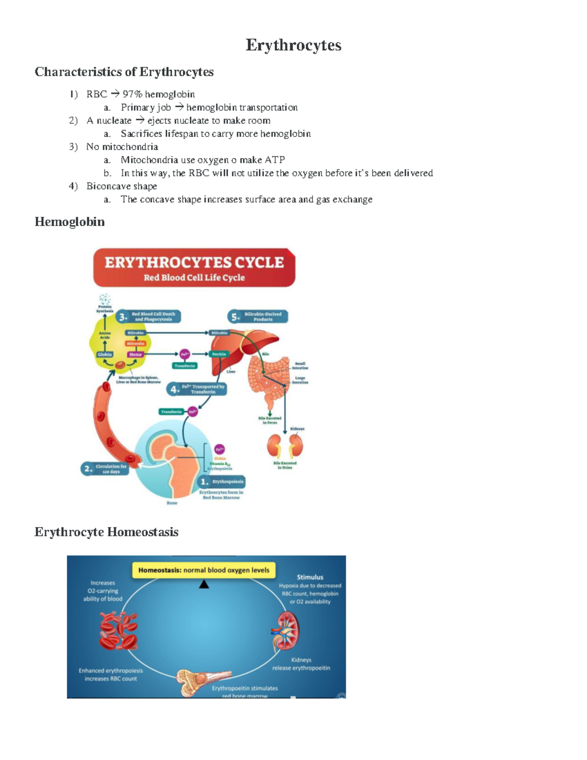 Blood Components and Their Functions: Erythrocytes & Blood Typing (BIO ...