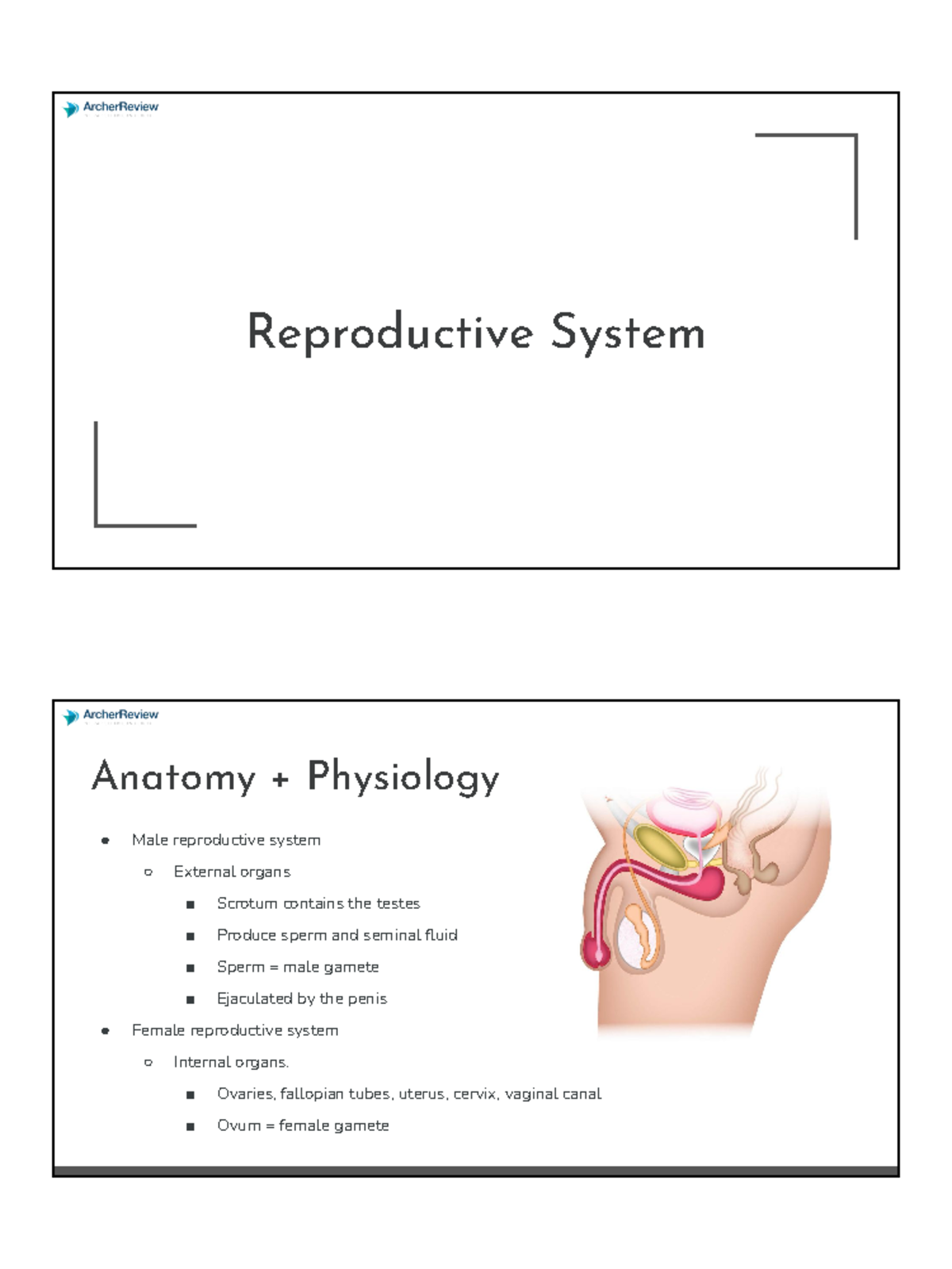 Reproductive System NCLEX Study Guide: Anatomy & Key Functions - Studocu