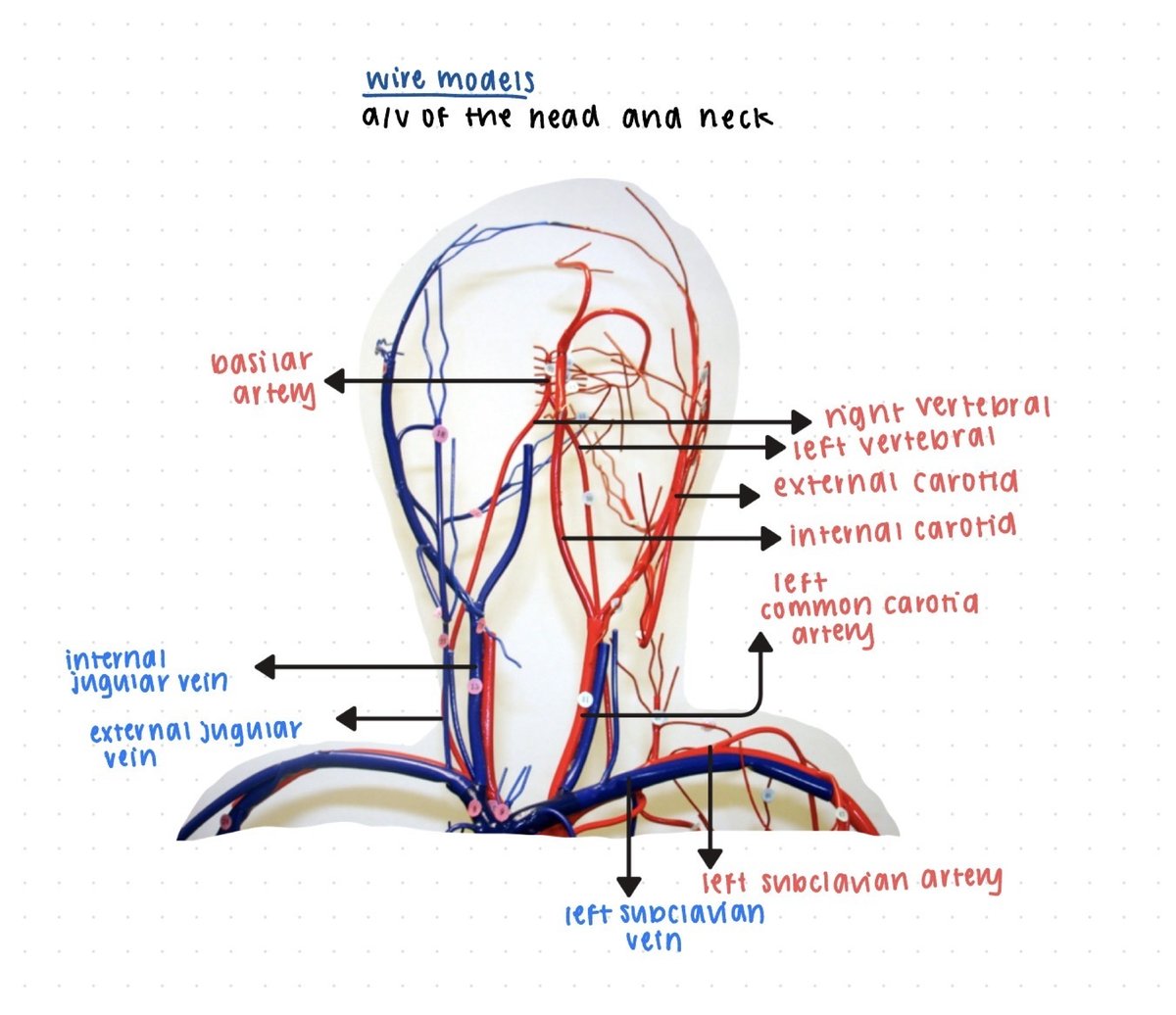 Image 6 - Vessel Models Labeled - BIO 202 - wire models OF the head and ...