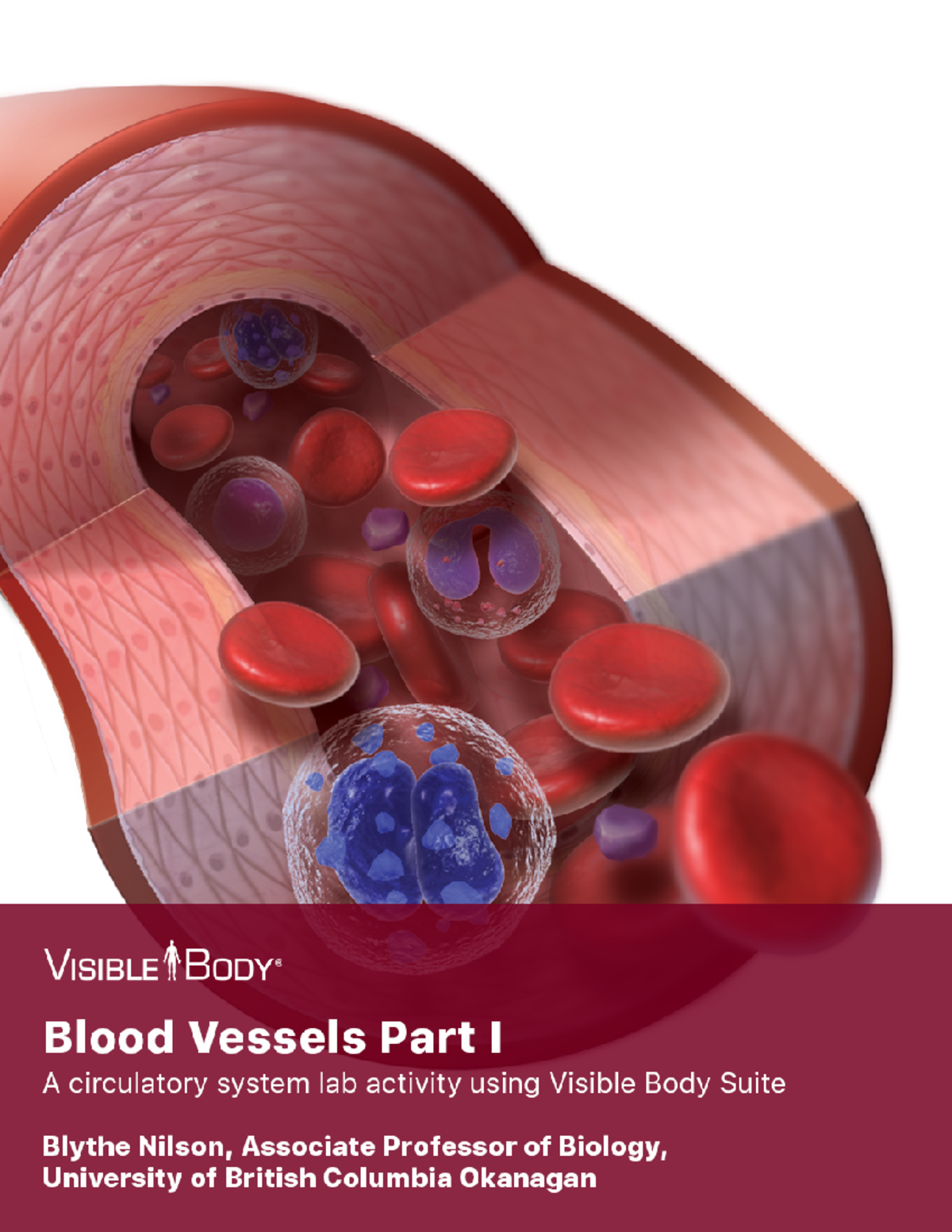 Lab Manual: Blood Vessels A&P (Part 1) Pre-Lab & In-Lab Exercises - Studocu