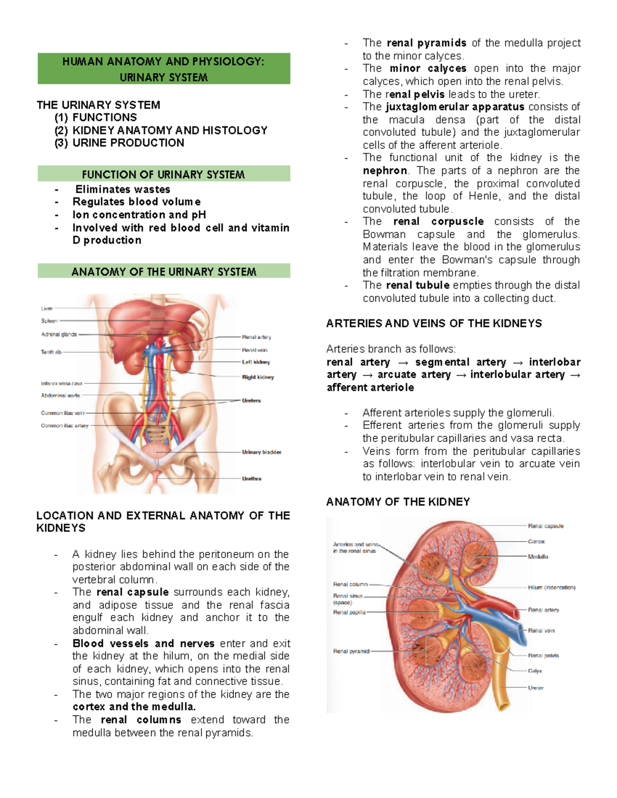 Urinary System - Reviewer - HUMAN ANATOMY AND PHYSIOLOGY: URINARY ...