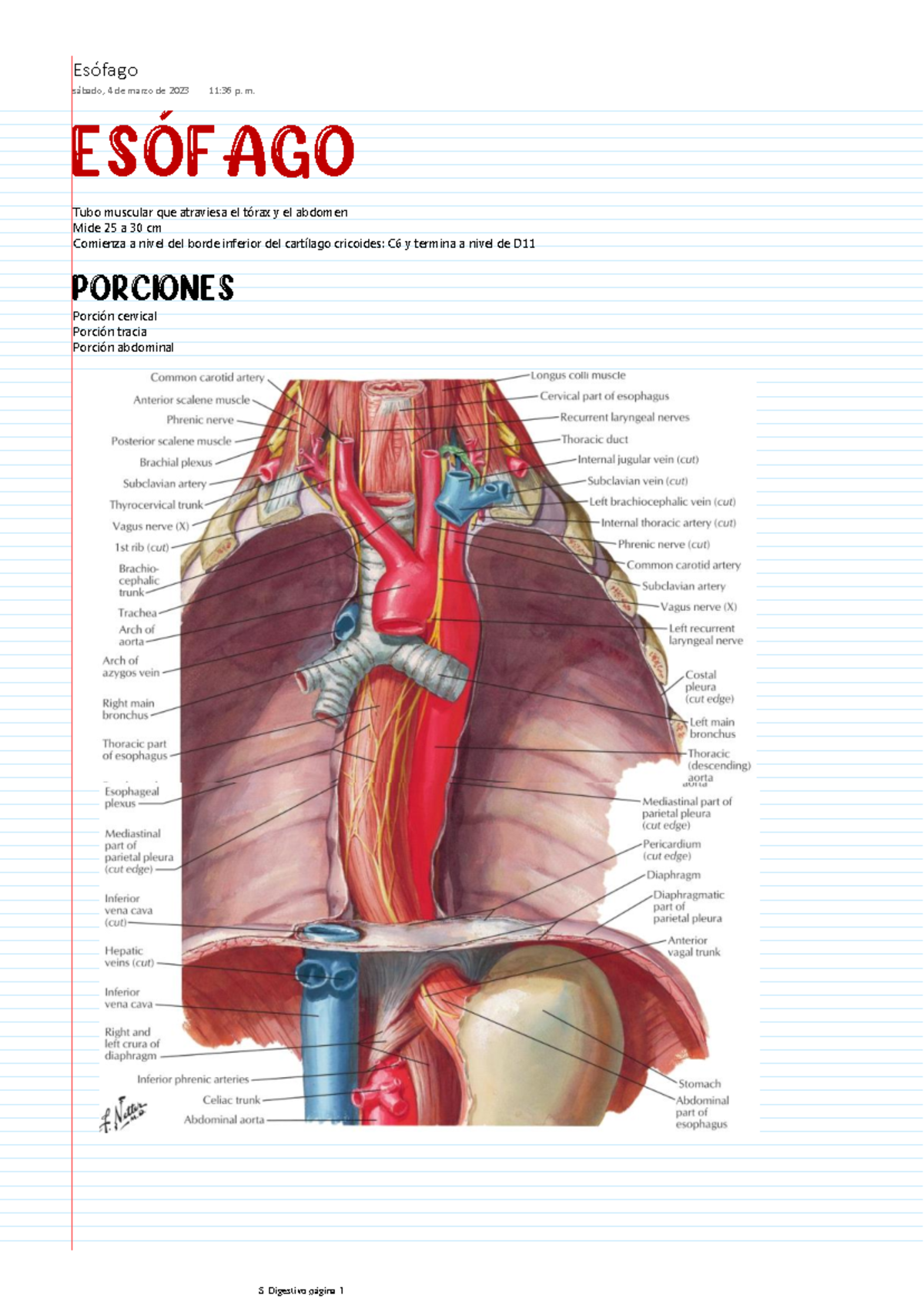 Esófago: Repaso de Anatomía y Funciones - S Digestivo - Studocu
