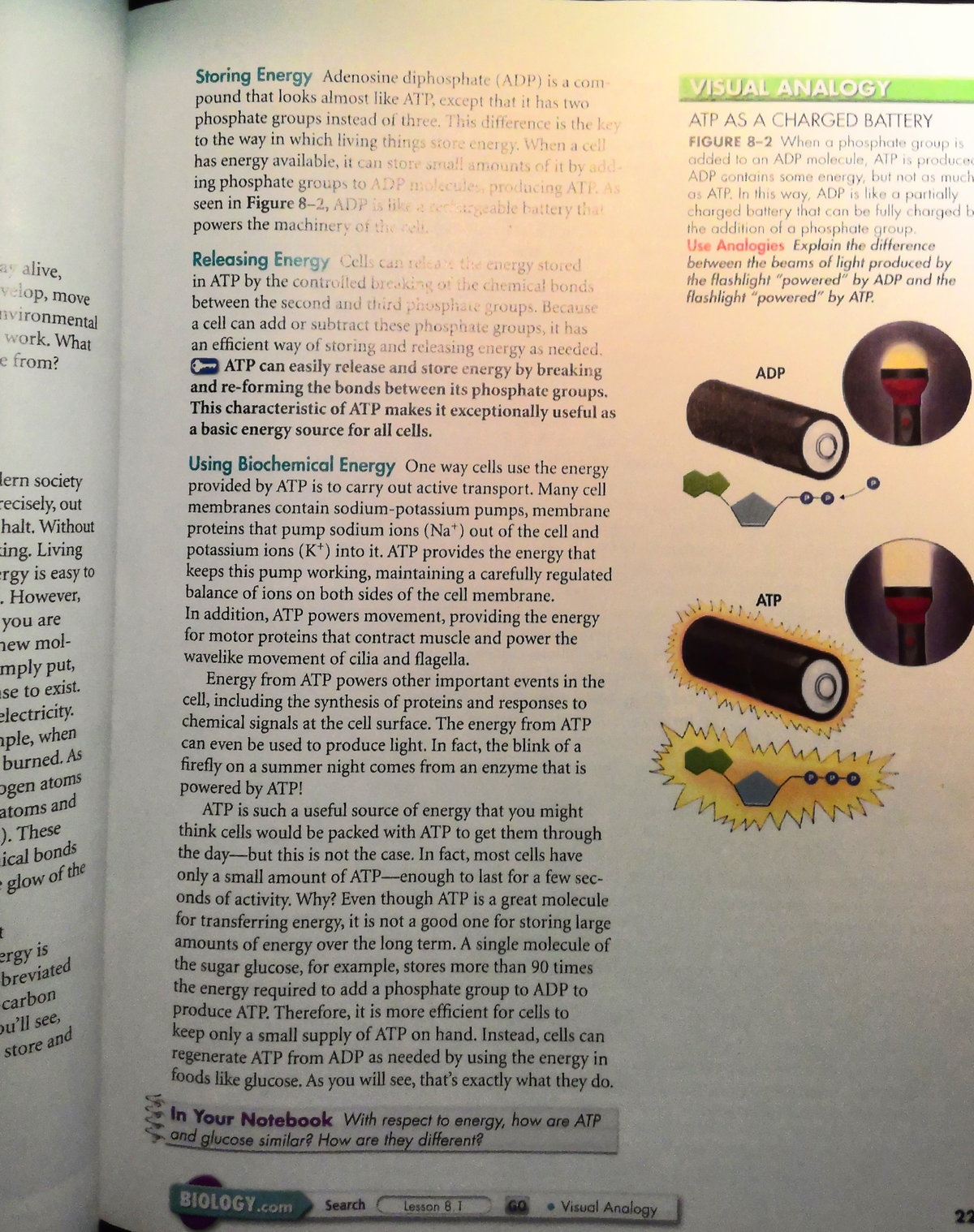 Understanding ATP: Energy Transfer in Biological Systems (BIO 101 ...