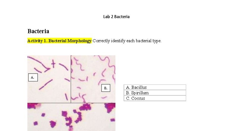 Lab 2 Bacteria Answer Key: Morphology & Fermentation Insights - Studocu