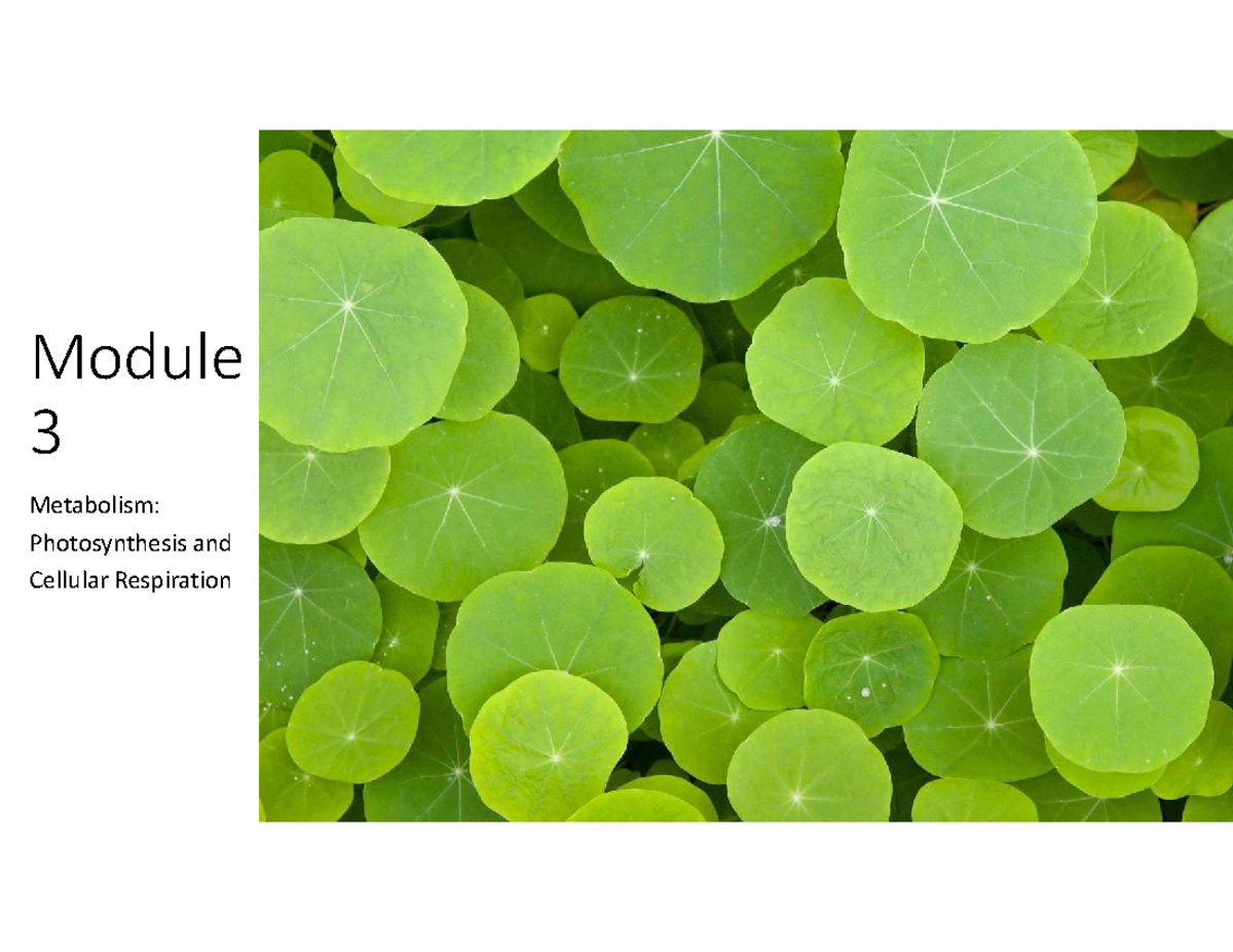 Photosynthesis and Cellular Respiration Overview F25 - Studocu