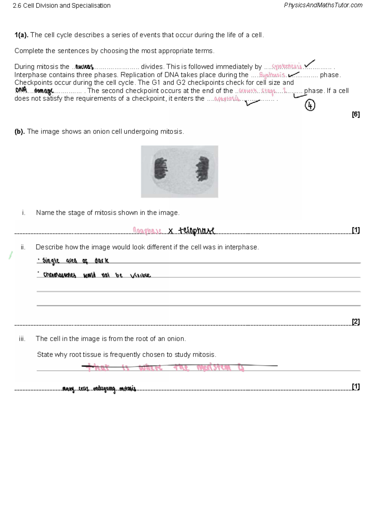 2.6 Cell Division and Specialisation Study Guide - Studocu