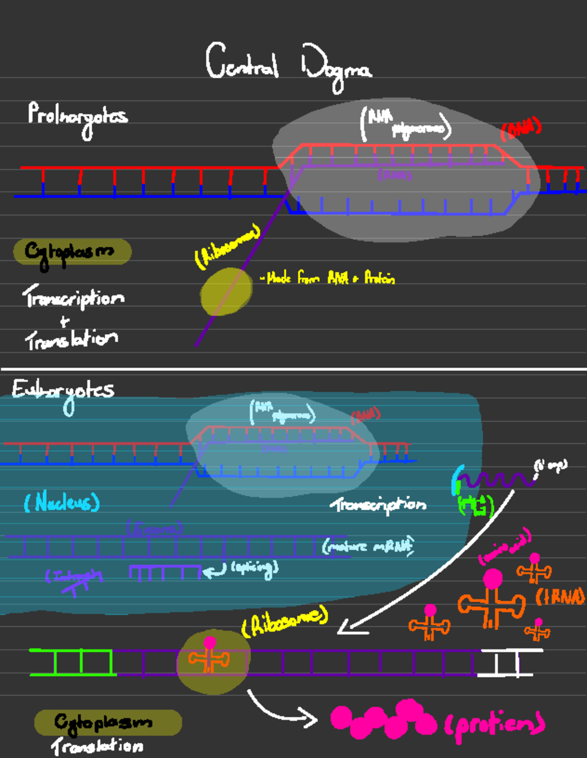 Exam 2 - Protein Synthesis and Cellular Respiration Insights - Studocu