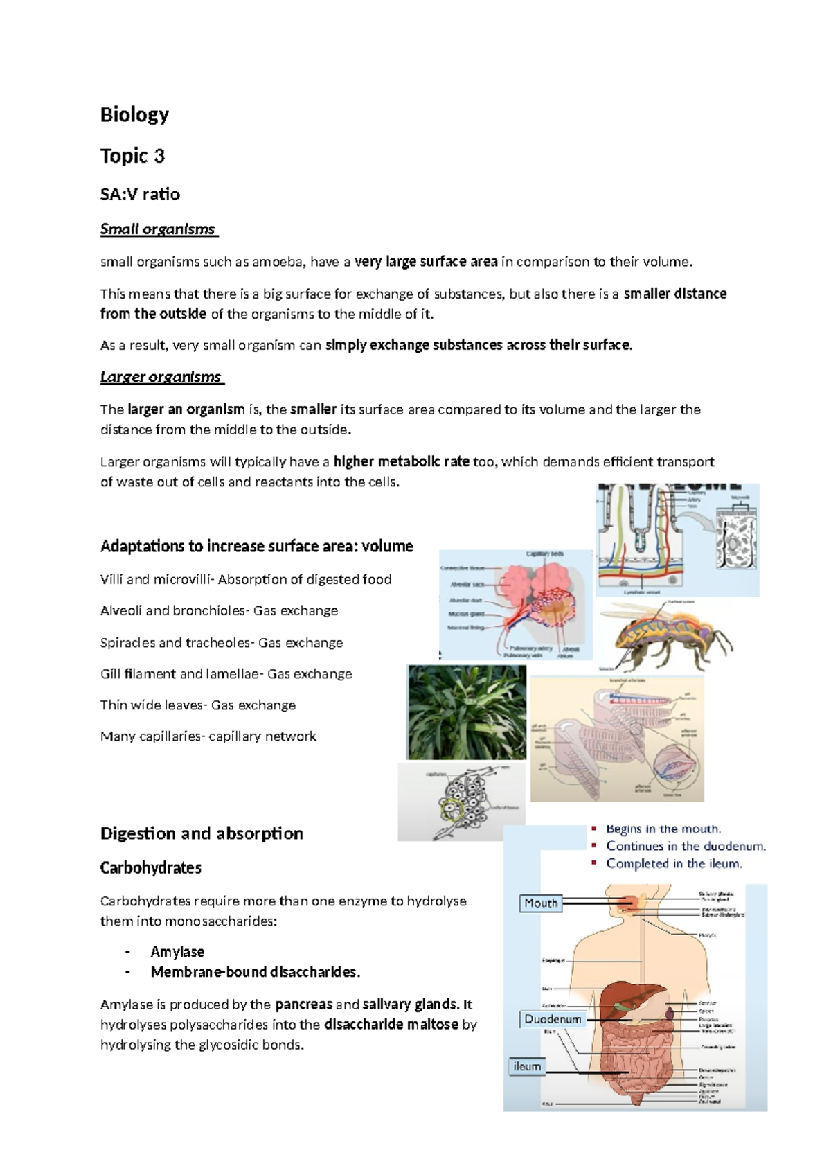 Biology Topic 3: Surface Area to Volume Ratio & Digestion Notes - Studocu