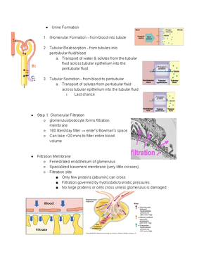 Chapter 23 Study Guide - Urinary system - Chapter 23 Study Guide ...