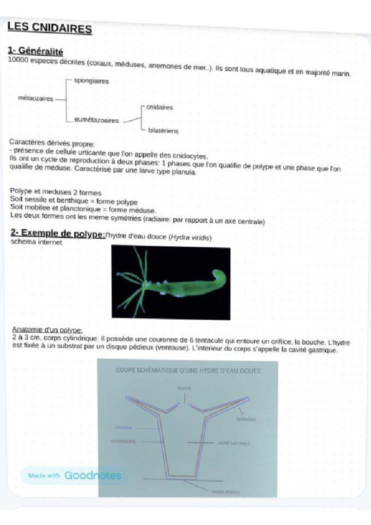 Les Cnidaires: Anatomie et Reproduction - Studocu