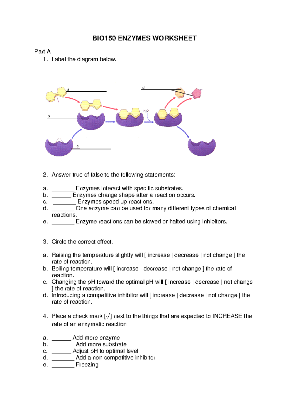 BIO150 Tutorial 1: Enzymes Worksheet Answers and Explanations - Studocu