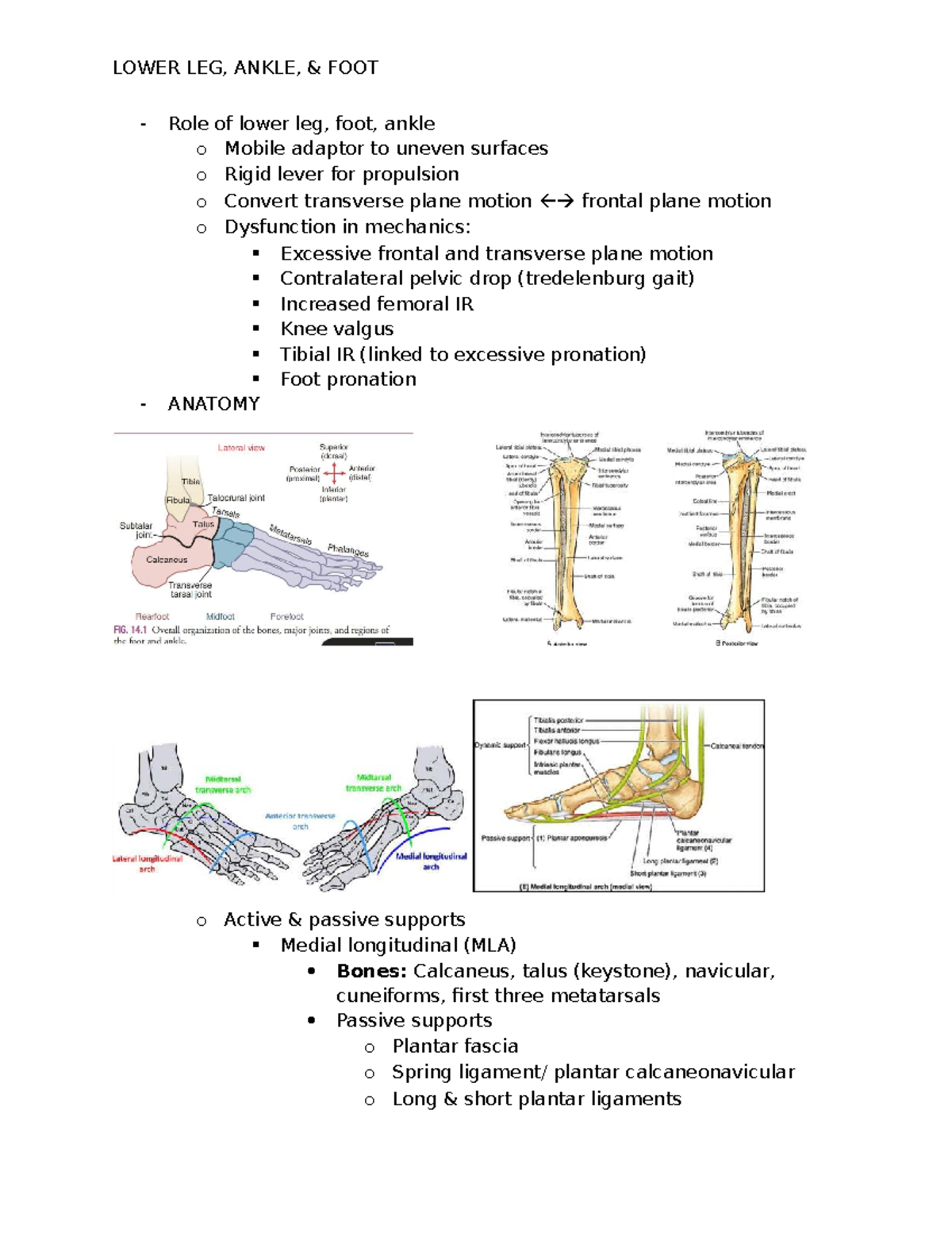 Lower Leg, Ankle, & Foot Anatomy and Function in Kinesiology - Role of ...