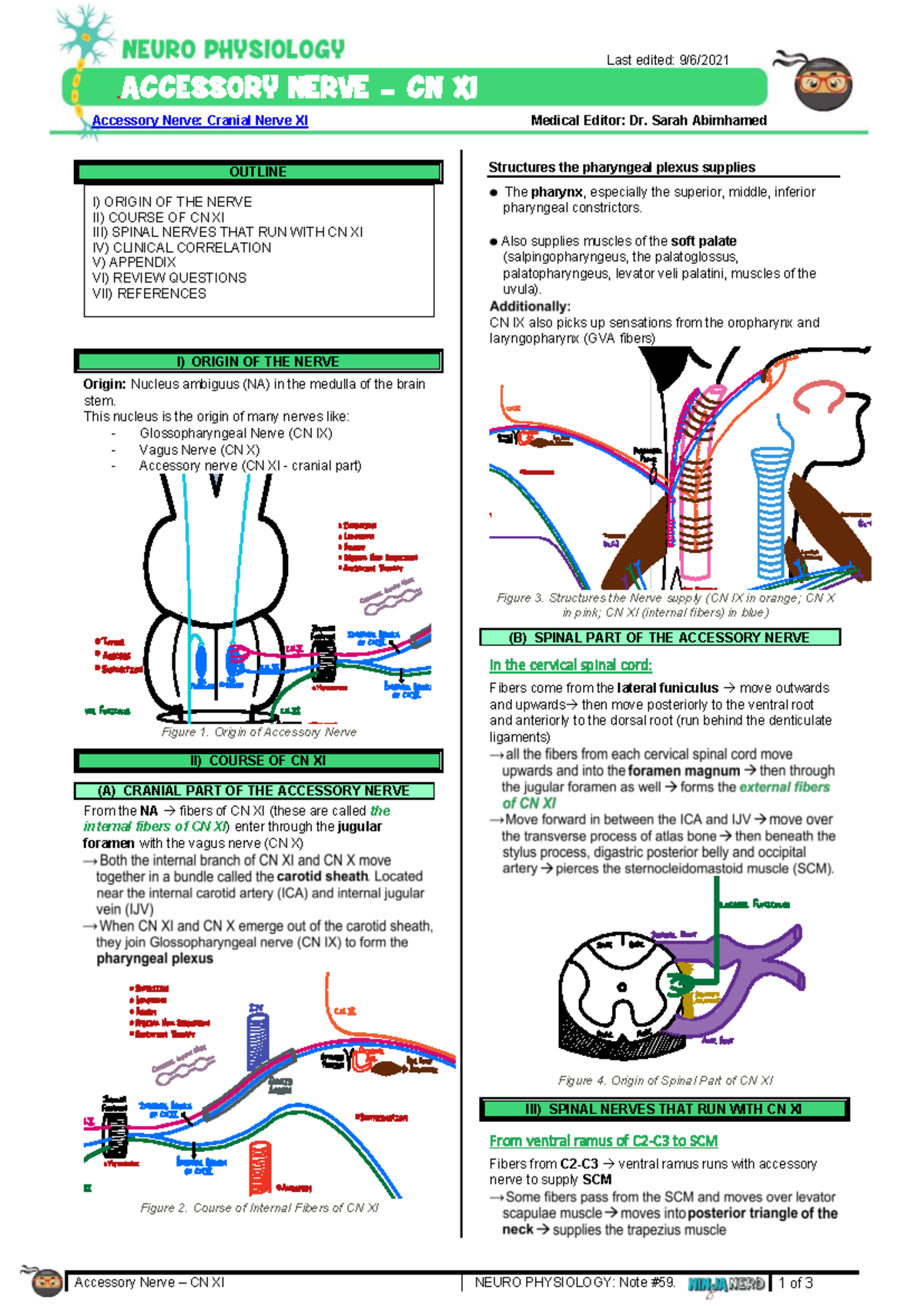 CN XI - Accessory Nerve: Anatomy, Course, and Clinical Correlations ...