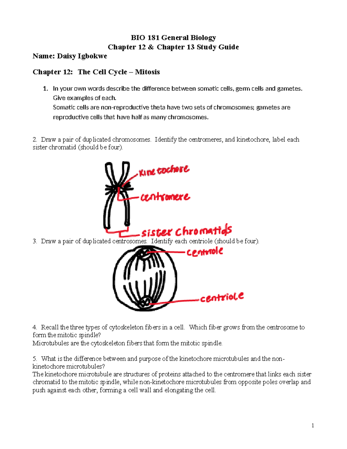 BIO 181 Ch 12 & 13 Study Guide: Cell Cycle & Meiosis Insights - Studocu
