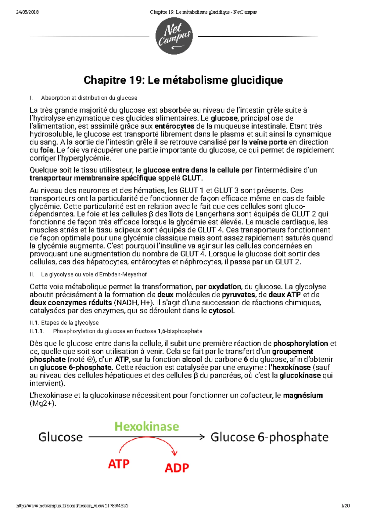 Chapitre 16 Le système digestif les organes annexes - Chapitre 16: Le ...