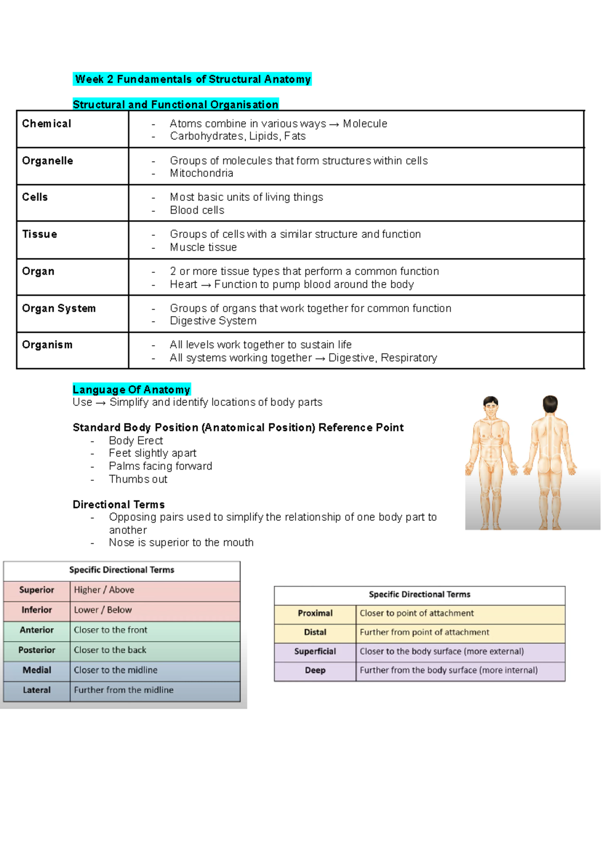 Structural Anatomy Lecture Notes - Week 2 Fundamentals (ANAT101) - Studocu