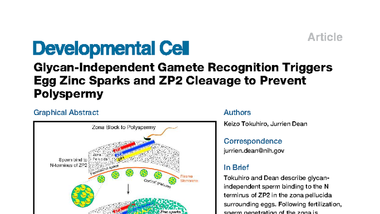Gamete Recognition and Zinc Sparks: Insights into ZP2 Cleavage and ...