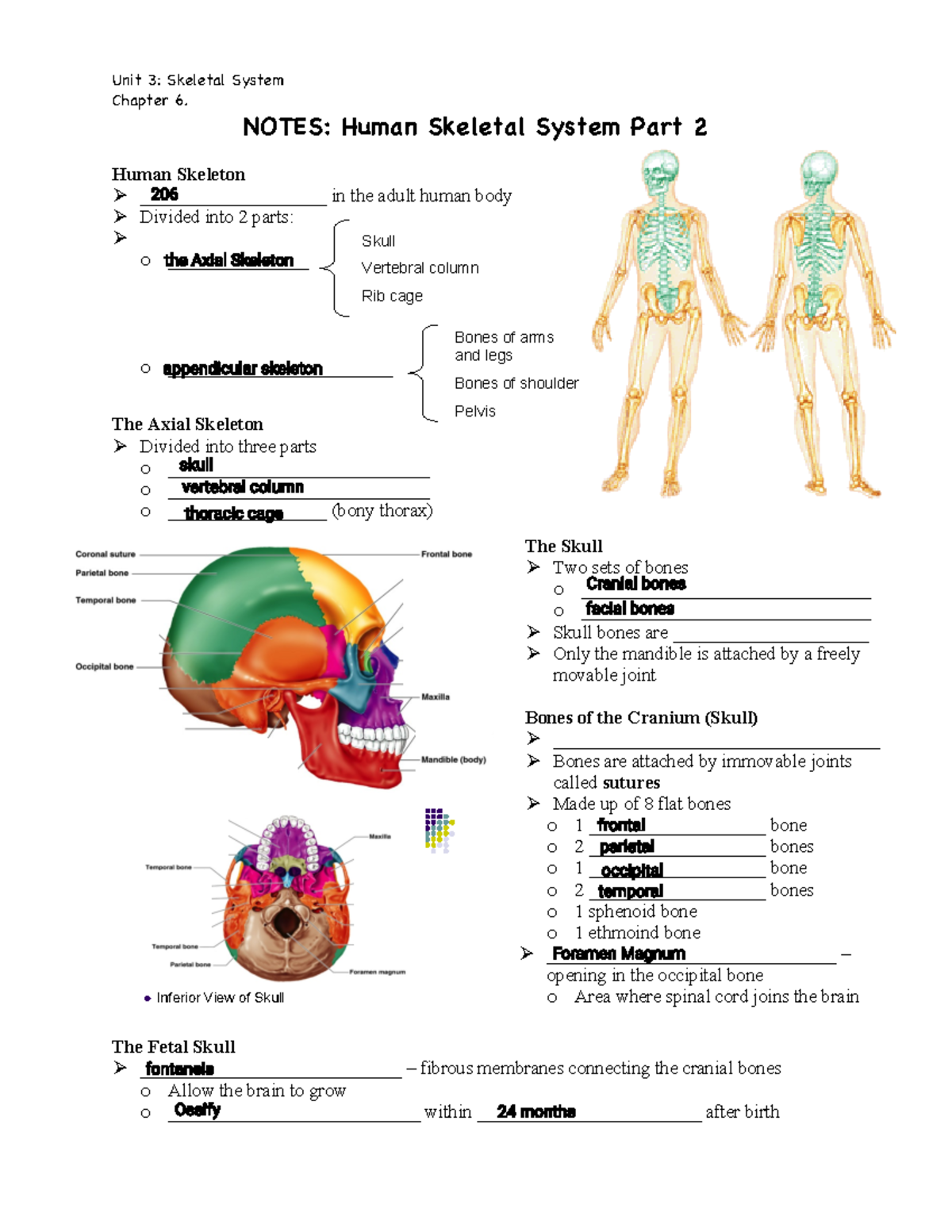 Kami Export - skeletal system pt 2 fill in student kd15 - Unit 3 ...