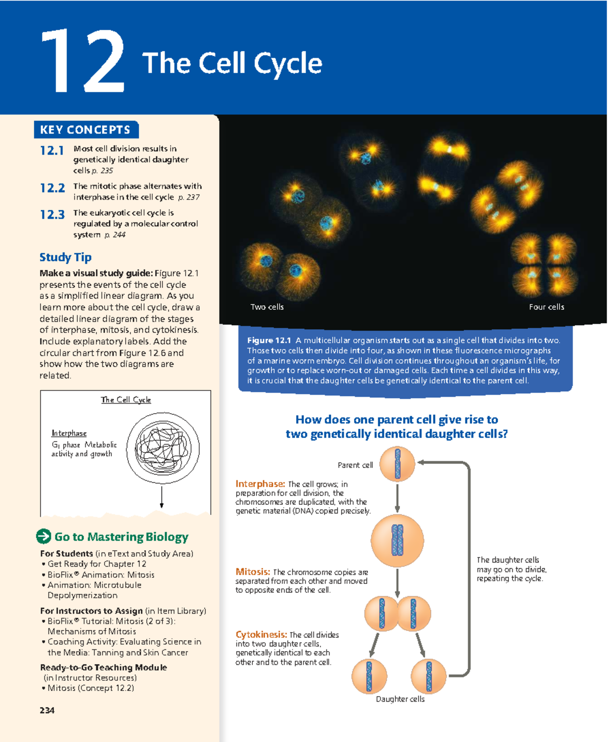 Chapter 12: The Cell Cycle Overview - Studocu