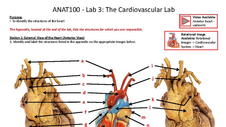 ANAT100 Lab 3: Exploring the Cardiovascular System Structures - Studocu