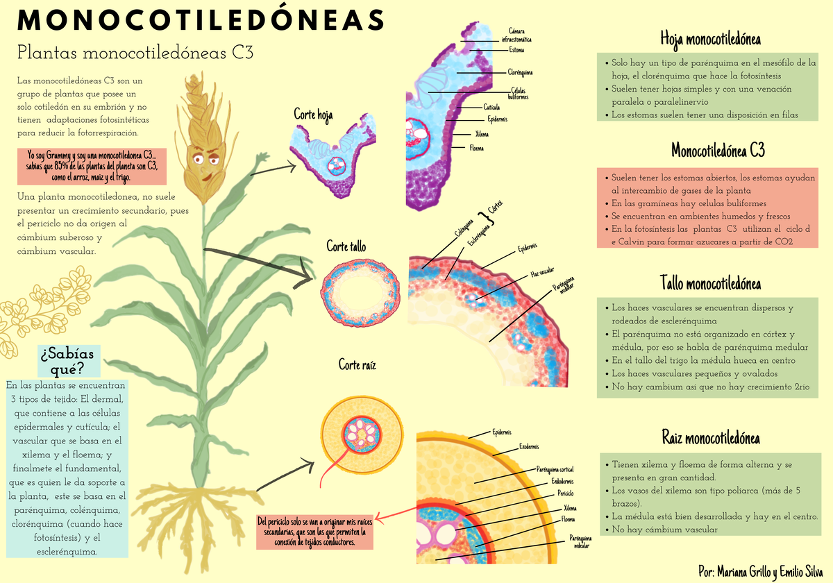 Infografía sobre Plantas Monocotiledóneas C3 - Datos y Estructura - Studocu