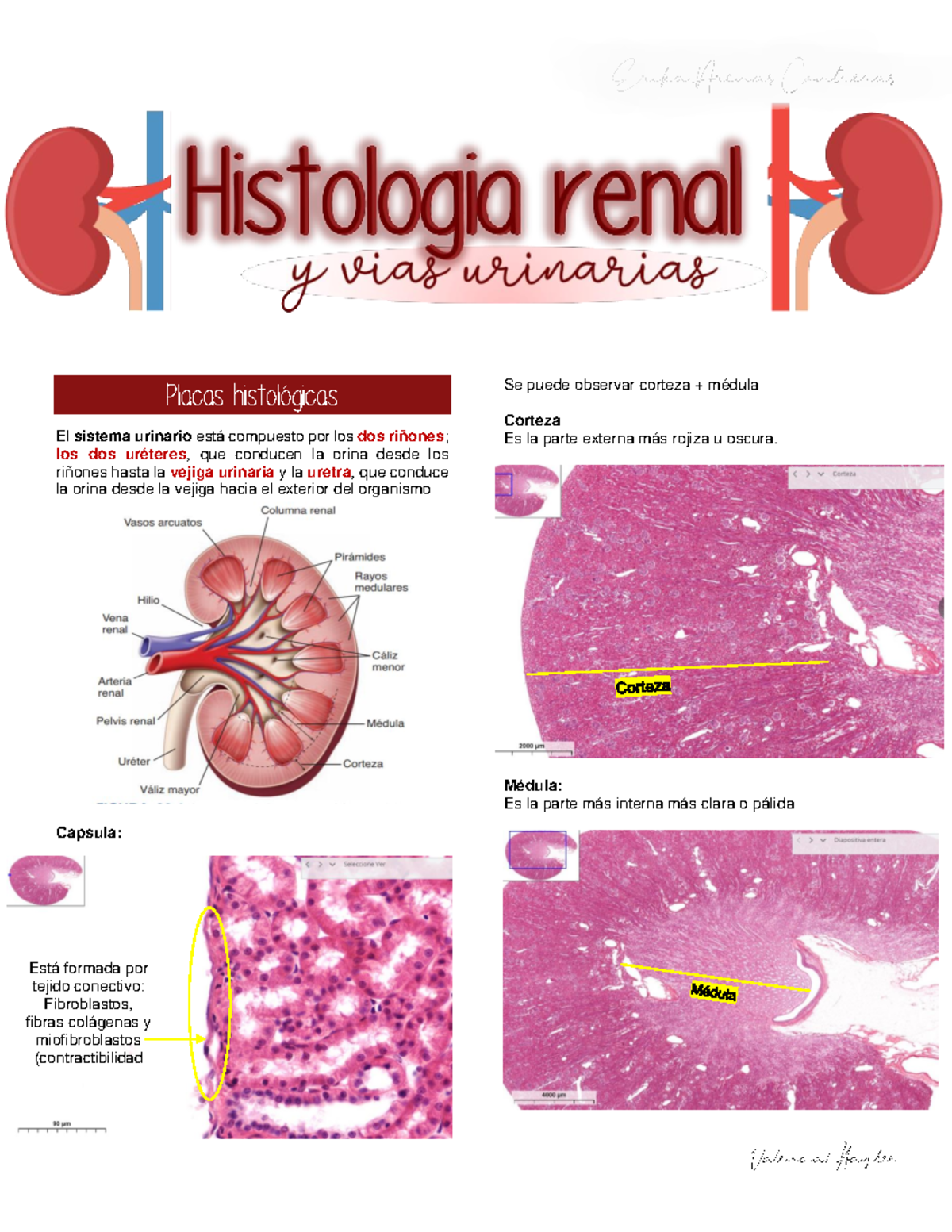 Histologia Da Medula Renal Histologia By Psiclisma On Emaze