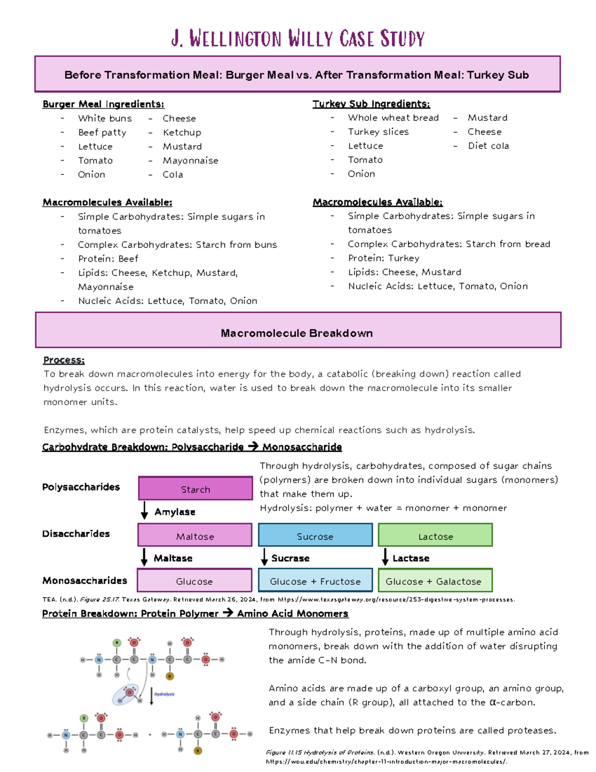 SBI4U ILC 2 - 2.7 Case Study: Meal Transformation & Macromolecule ...