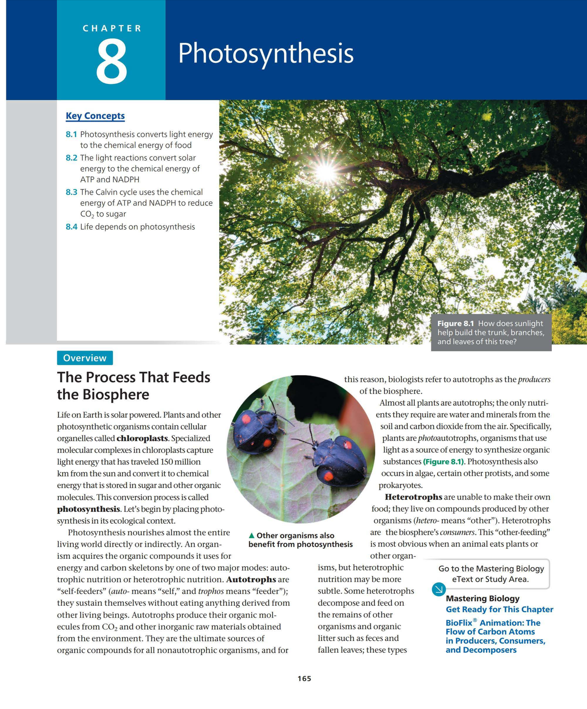 Biology CH8: Photosynthesis - Light Reactions and Calvin Cycle Overview ...
