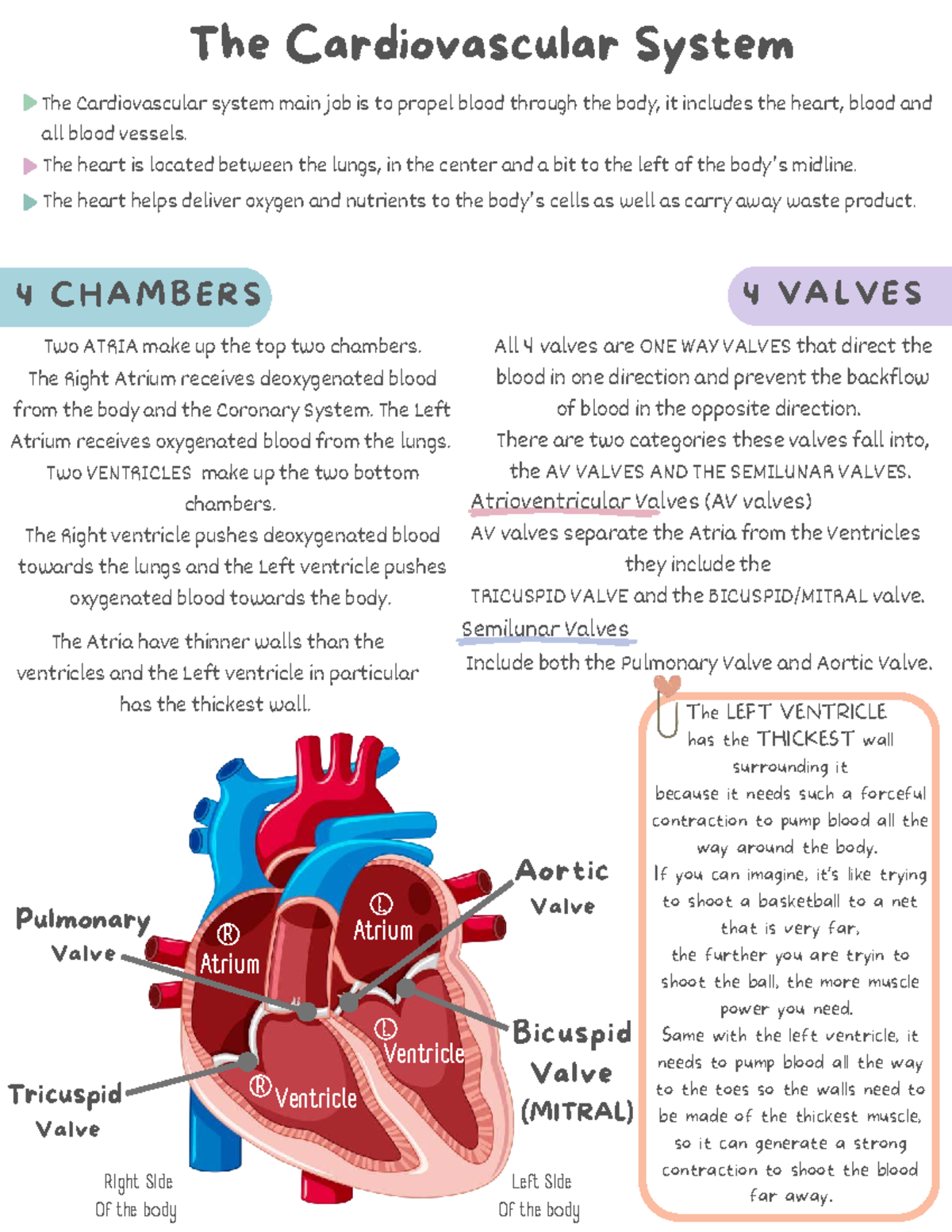 A&P Study Guide: Understanding the Cardiovascular System and Blood Flow ...