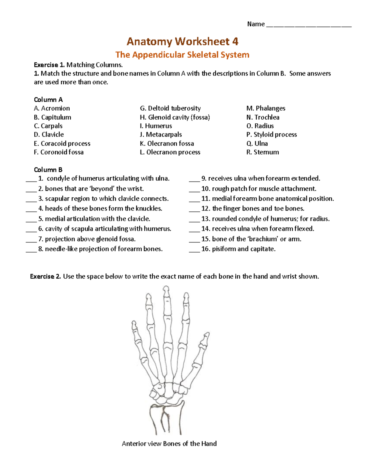 4 - Practice Exam - 1 Anatomy Worksheet 4 The Appendicular Skeletal ...