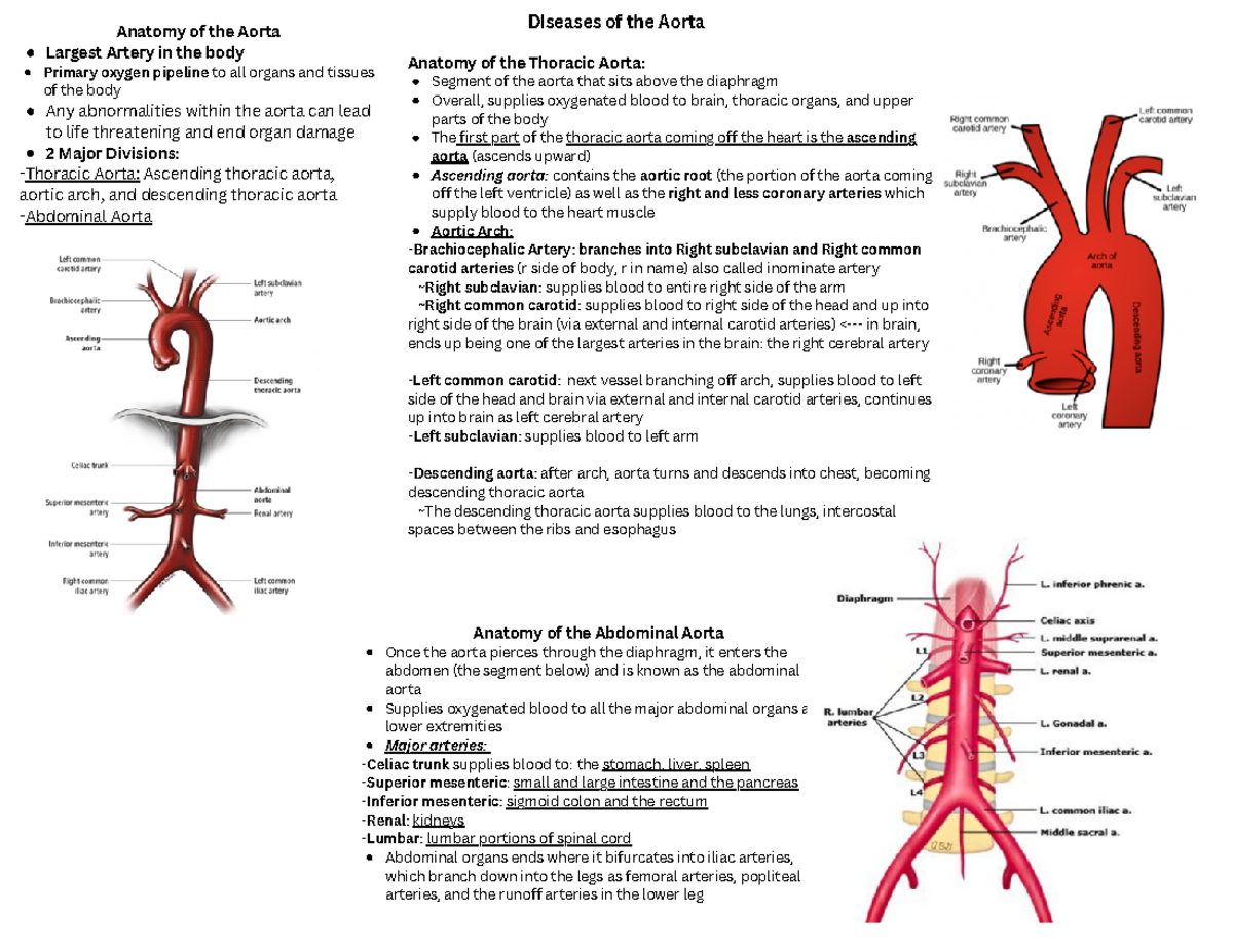 Lecture 3 Diseases of the Aorta - Anatomy of the Thoracic Aorta ...