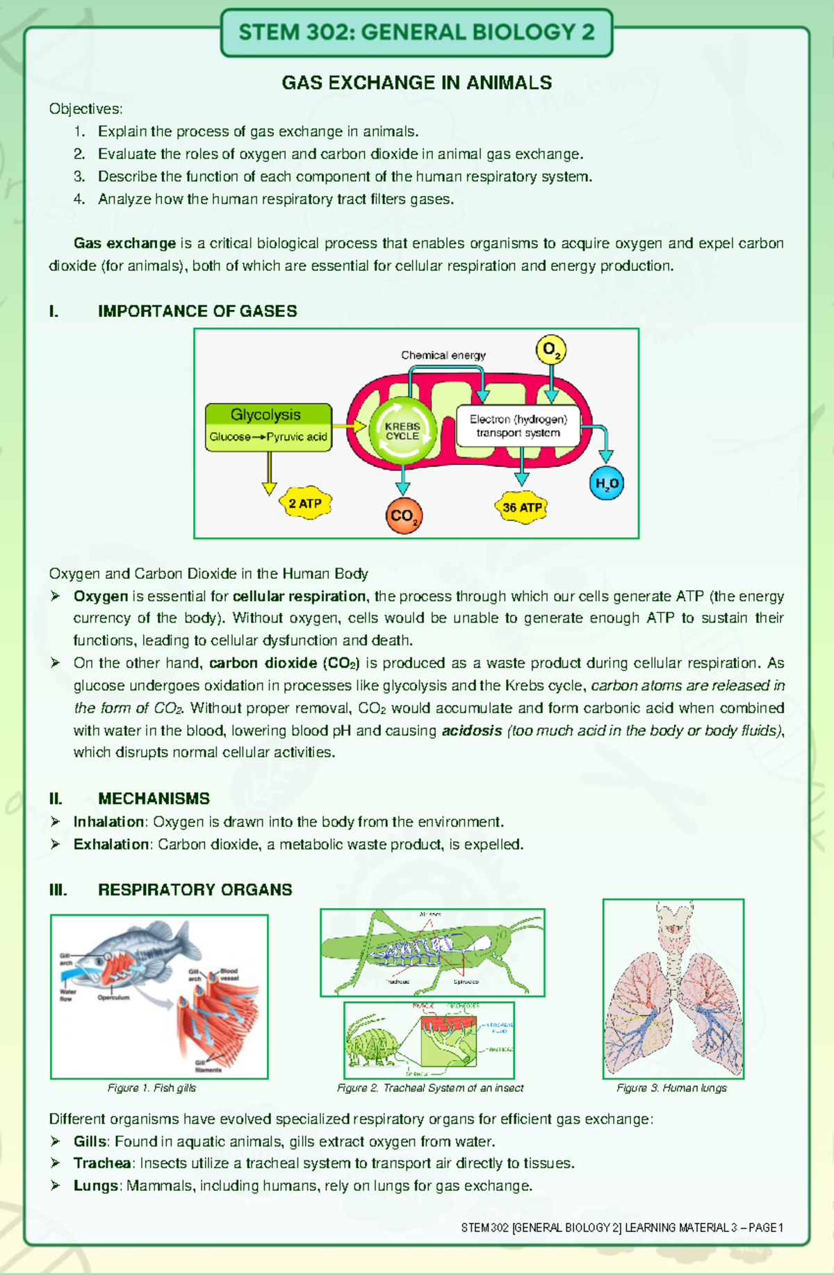 Animal Gas Exchange: Review of Key Concepts and Mechanisms - Studocu