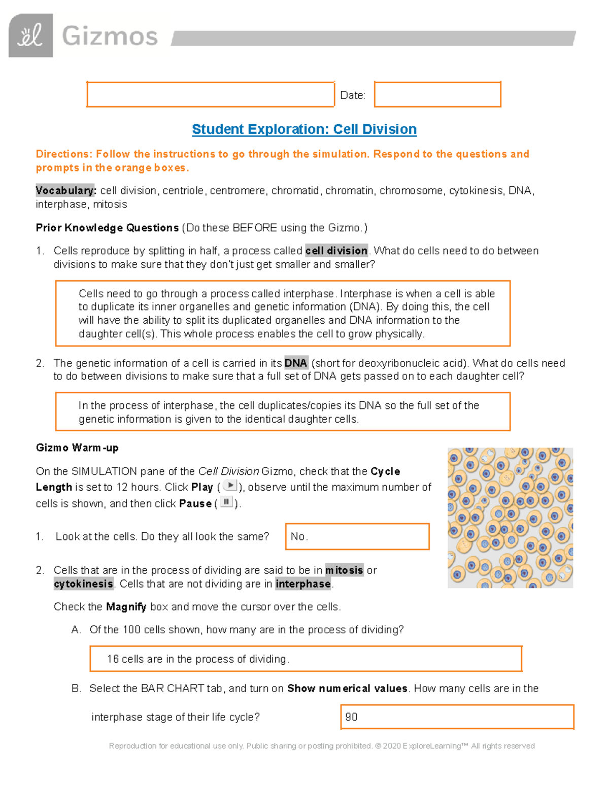 Cell Division SE - worksheet - Date: Student Exploration: Cell Division ...