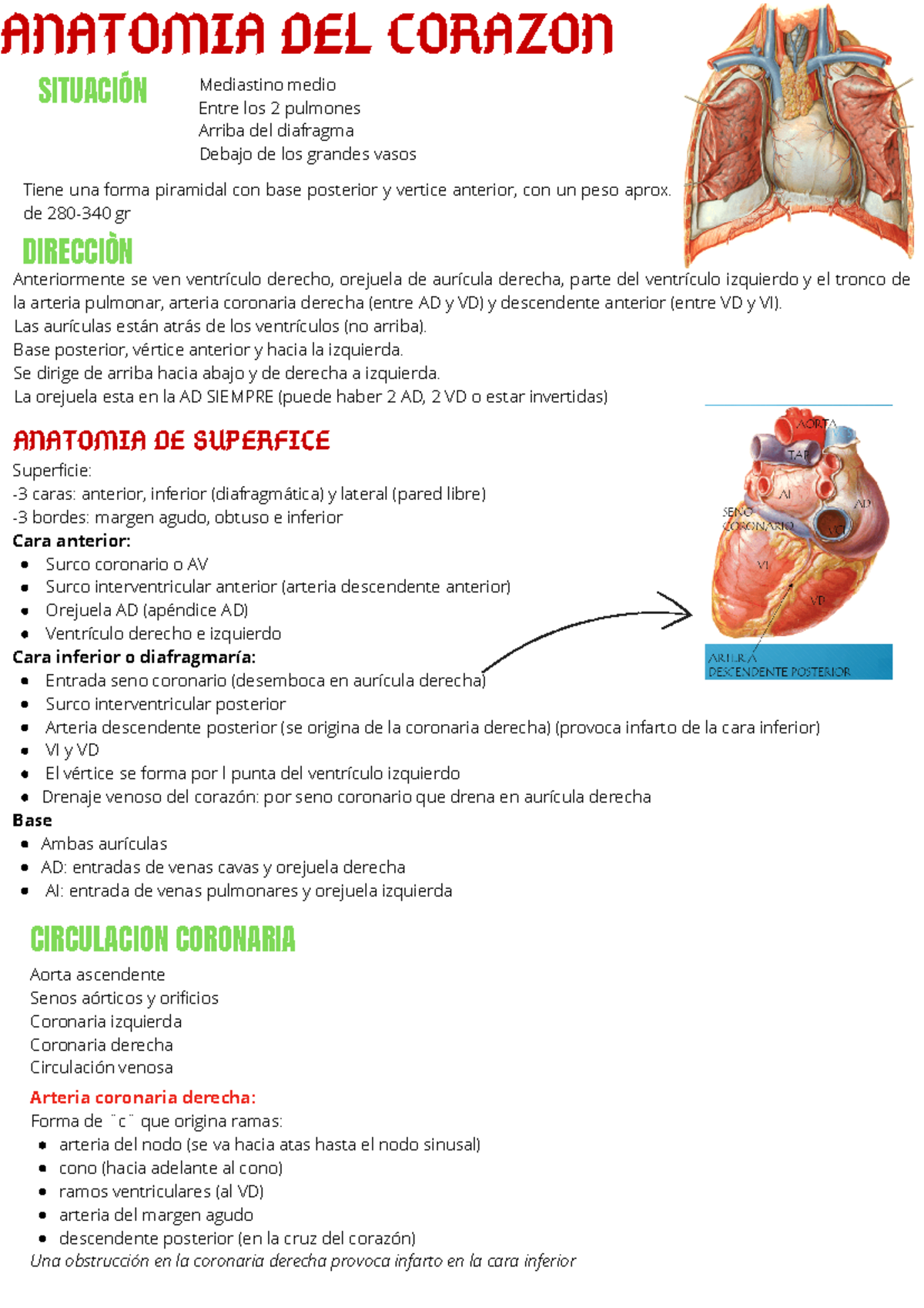 Anatomia DEL Corazon - Surco coronario o AV Surco interventricular ...